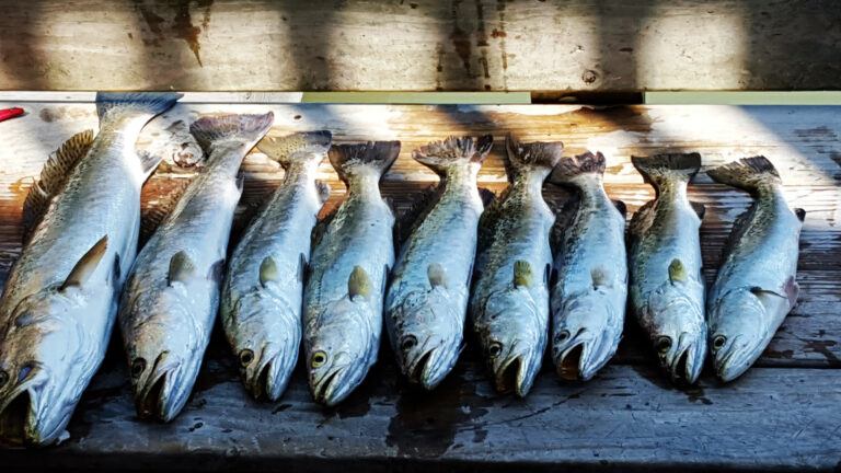 Surf Fishing Fabulous Follet's Island Texas 2020