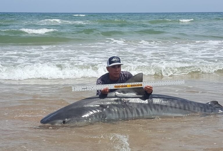 The Art Of Catching Sharks From The Shore 7 Tips for Success and Safety ...