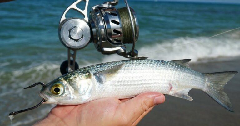 Best Surf Fishing Bait 4 Types of Natural Baits For Your Surf Fishing ...