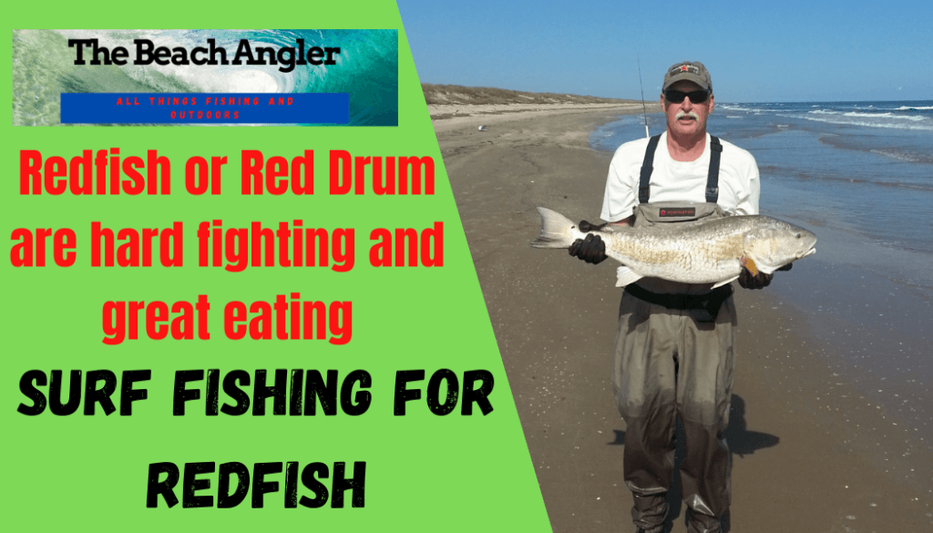 Surf Fishing for Redfish 2020 powerful fish fine eating