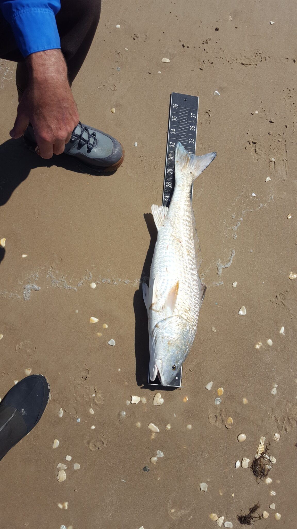 Bull Redfish from the Surf 2020 - Impressive and Powerful