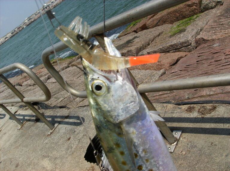 Fishing from the Jetties 4 Tips for Your Success - The Beach Angler