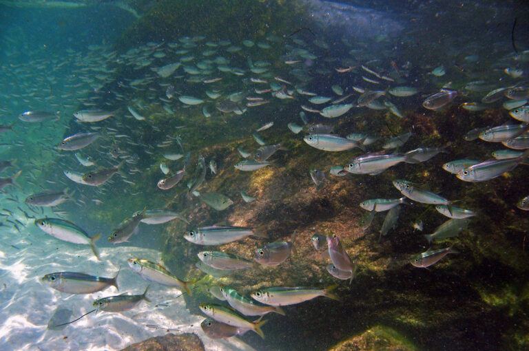 Fishing from the Jetties 4 Tips for Your Success - The Beach Angler