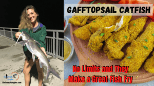 Gafftop Catfish Easy to Catch and Surprisingly Good to Eat - The Beach ...
