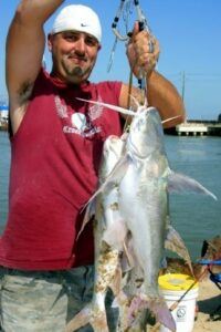 Gafftop Catfish Easy to Catch and Surprisingly Good to Eat - The Beach ...