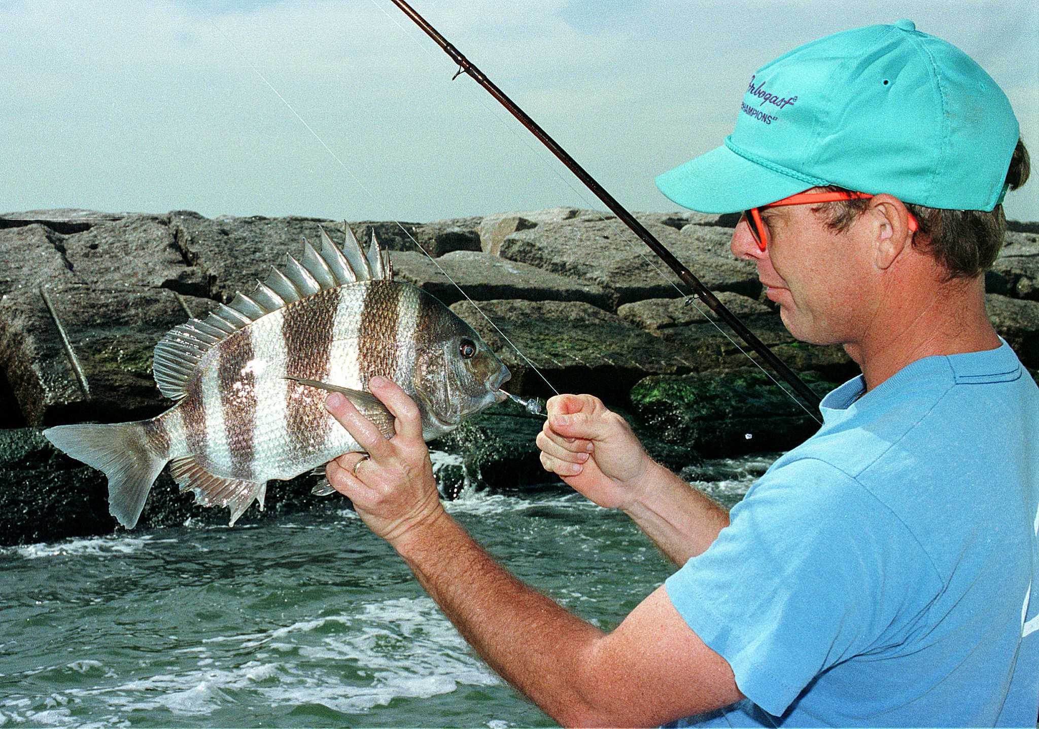 How to Catch Sheepshead: Tips and Strategies for Targeting this Fun and ...