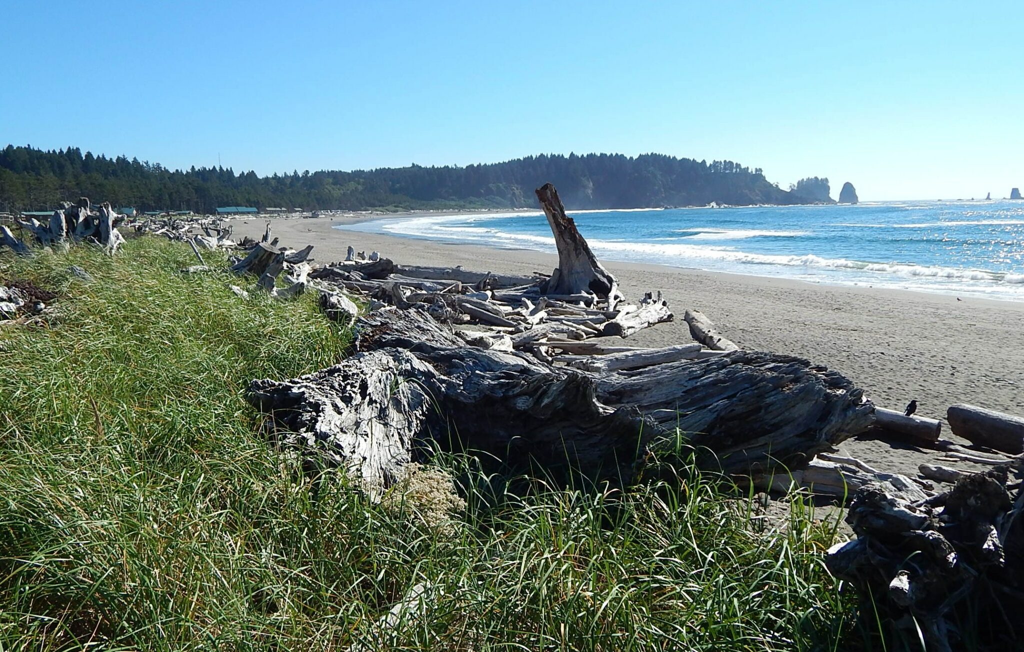 Surf Fishing the Washington Coast: 6 of the Top Destinations for ...