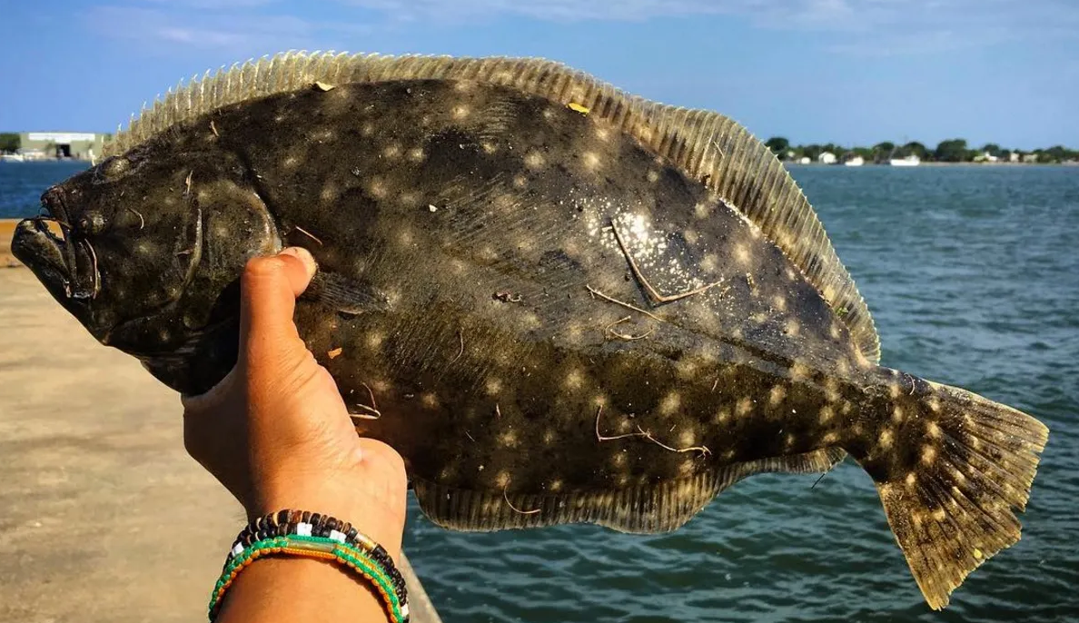 The Essentials of Surf fishing for flounder 7 Tips to Target Flatfish ...