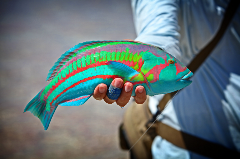 Surf Fishing in Hawaii: The 6 Best Spots for Beach Fishing the Hawaiian ...