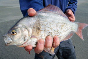 Surf Perch Fishing: Tips Tactics and 12 of the Best Spots for Jerkin ...