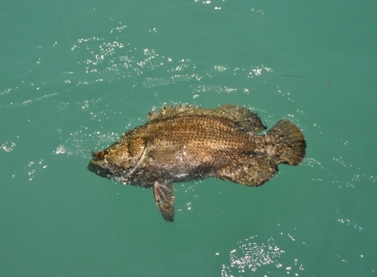 What is a Tripletail Fish and How do You Catch them? 7 Tips to Improve Your Odds - The Beach Angler