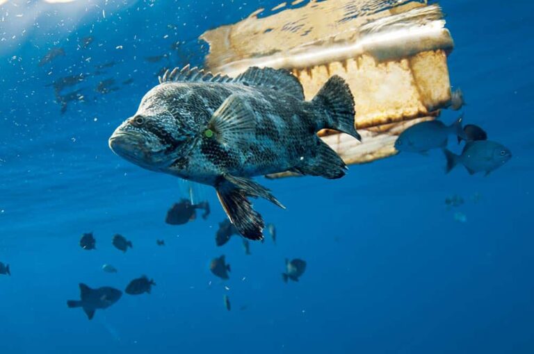 What is a Tripletail Fish and How do You Catch them? 7 Tips to Improve ...