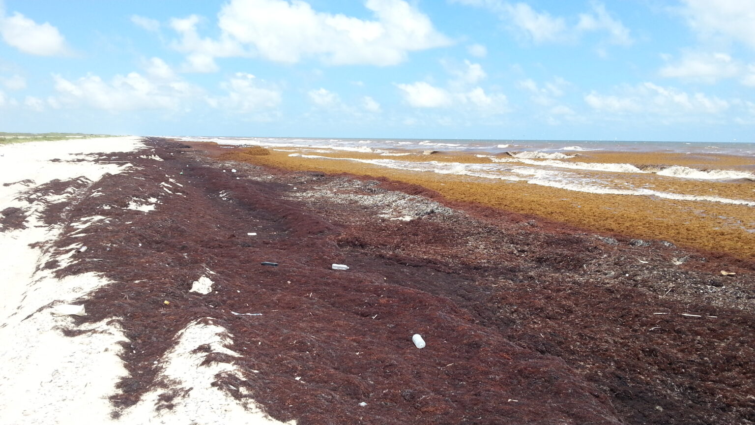 7 Tips For Dealing With Seaweed And Vegetation While Surf Fishing - The ...