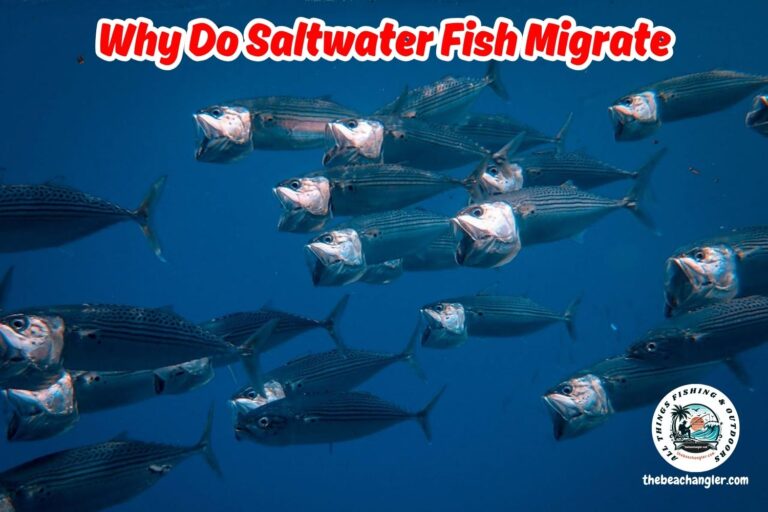 4 Reasons Why Saltwater Fish Migrate? - The Beach Angler