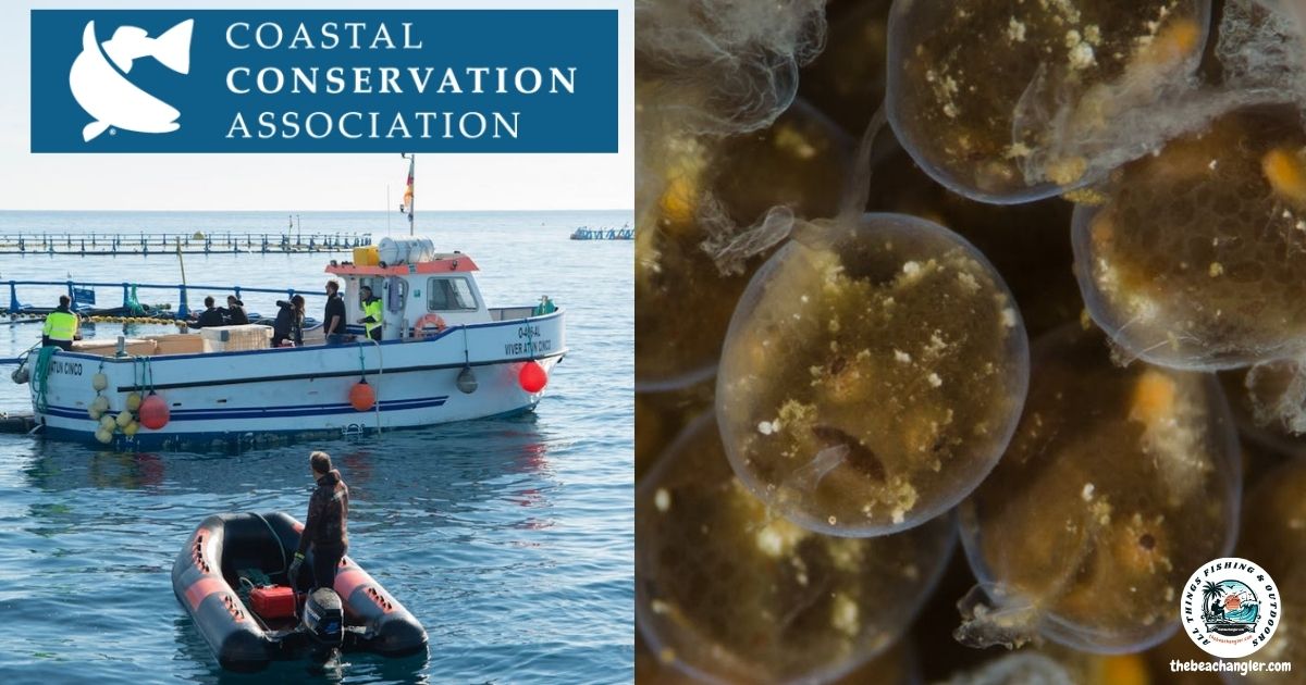 3 Tips For Long-Distance Casting While Surf Fishing - The Beach Angler